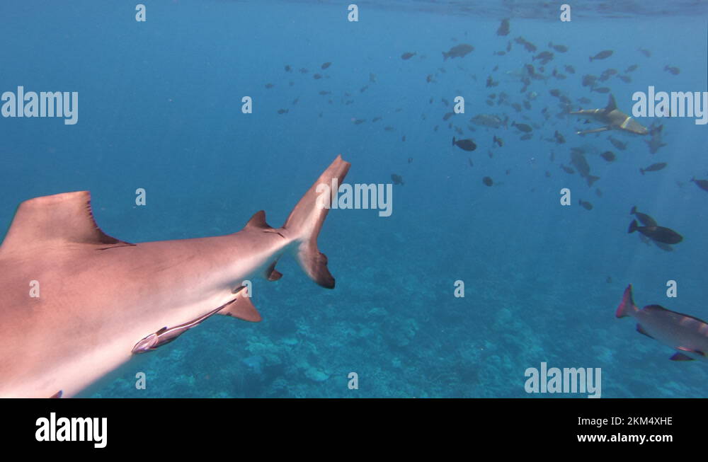 Shark finning Stock Videos & Footage - HD and 4K Video Clips - Alamy