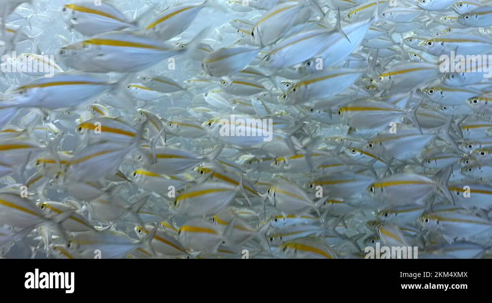 A school of scad fish swimming in group in clear blue water, 4K closeup ...