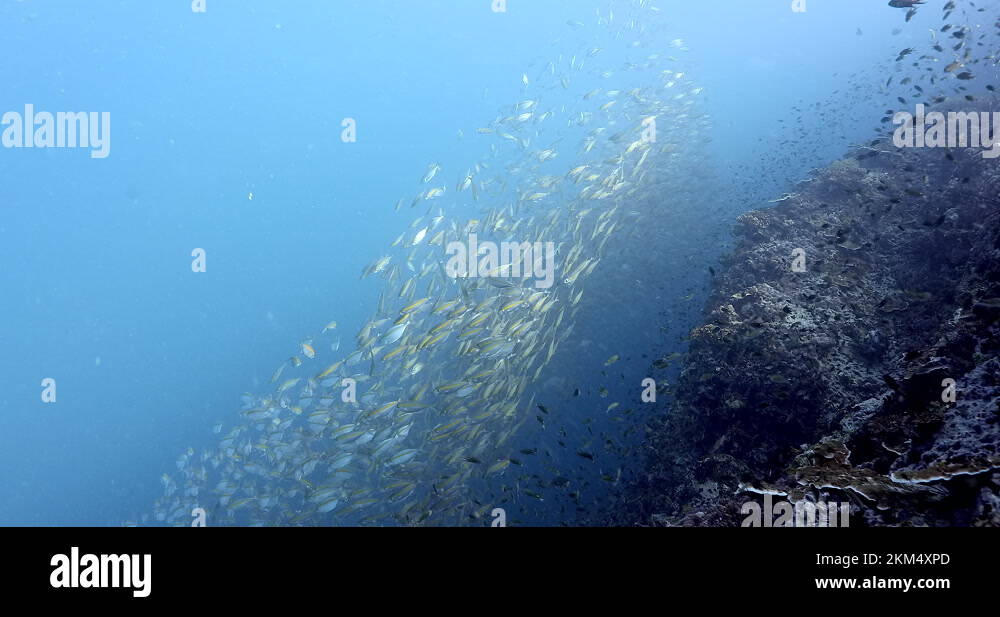 Harmonyunderwaterview Stock Videos & Footage - HD and 4K Video Clips ...