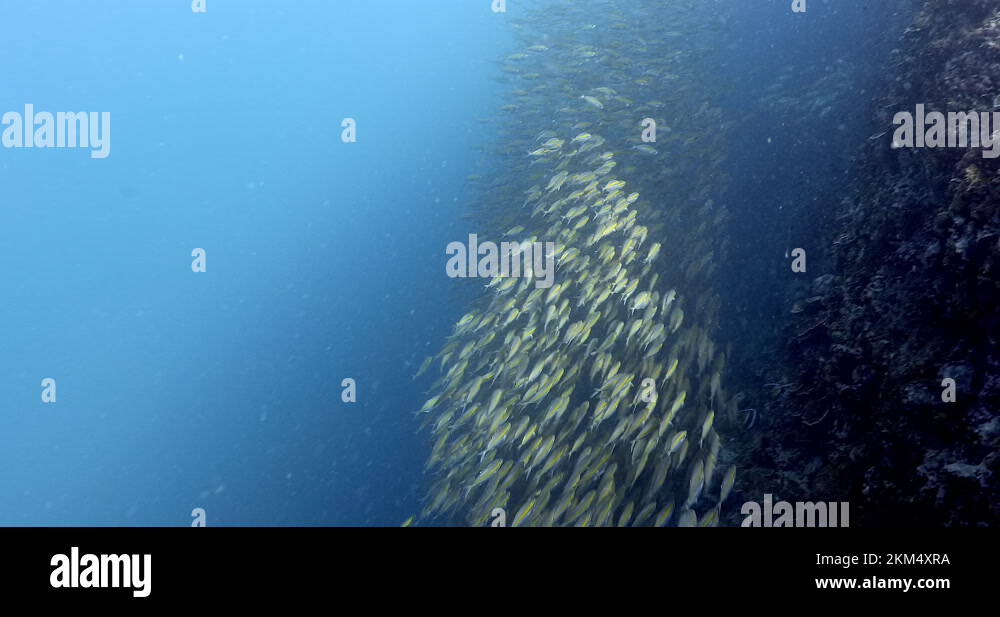 Panoramascadfishes Stock Videos & Footage - HD and 4K Video Clips - Alamy