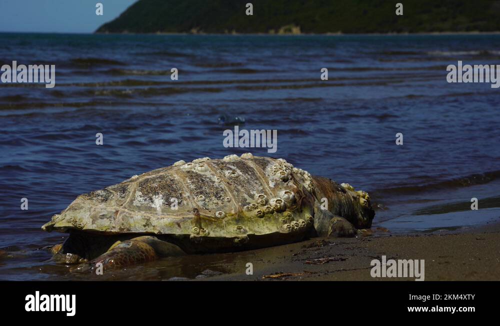 Garbage sea turtle Stock Videos & Footage - HD and 4K Video Clips - Alamy