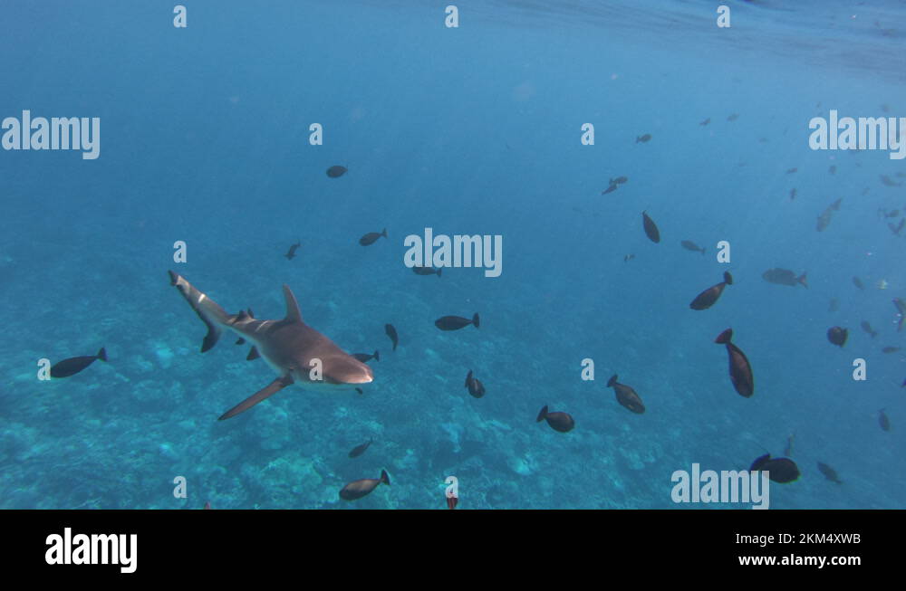 Tahiti Grey Reef Shark attacking biting camera while swimming ...