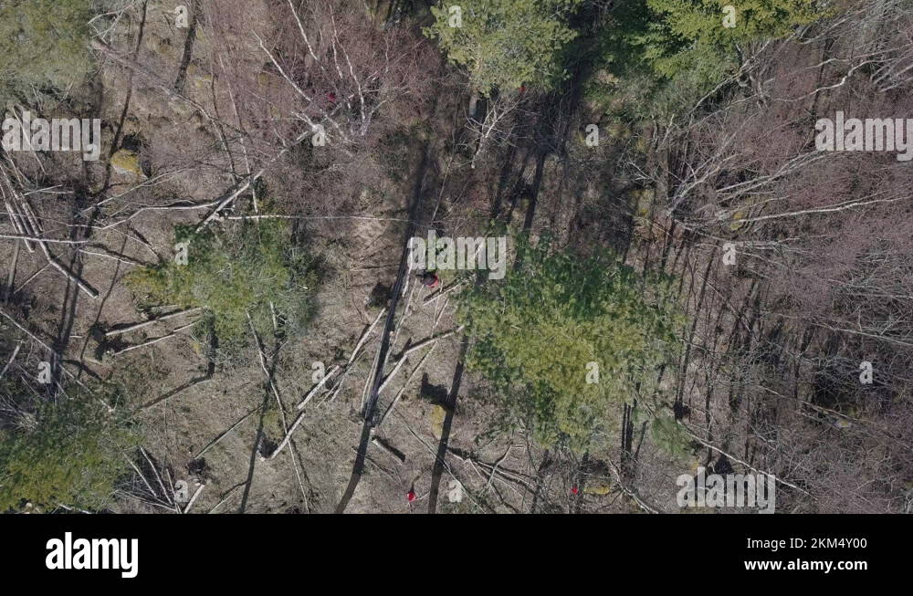 Pruning trees man chainsaw working Stock Videos & Footage - HD and 4K ...