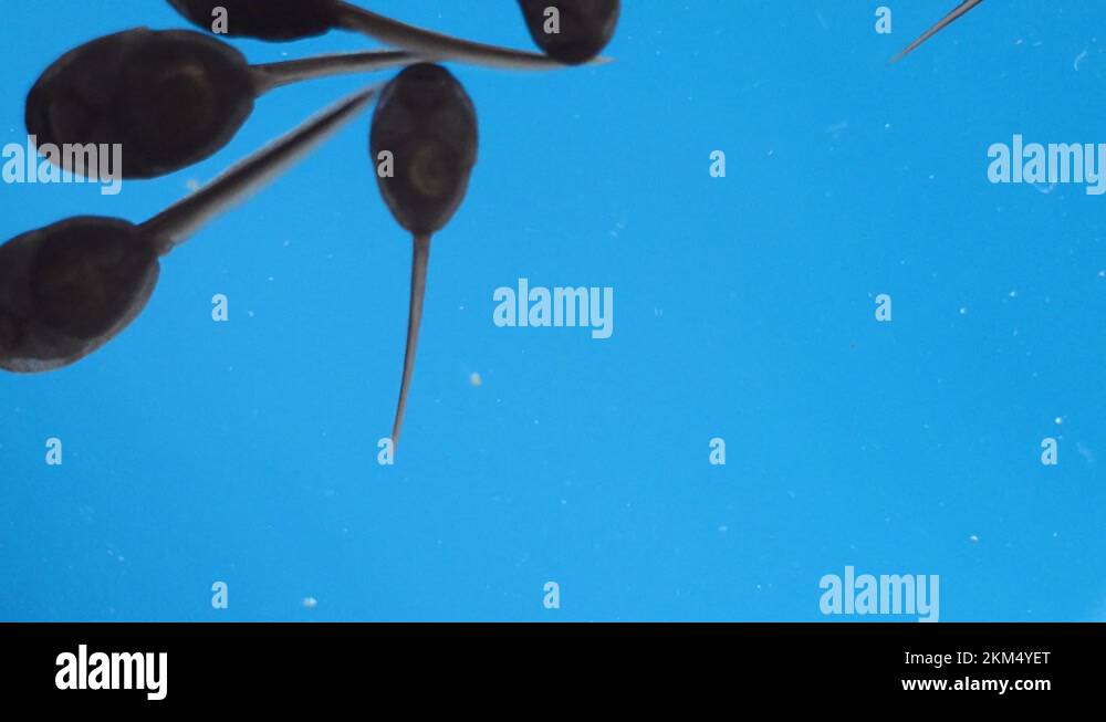 Larvae frog Stock Videos & Footage - HD and 4K Video Clips - Alamy