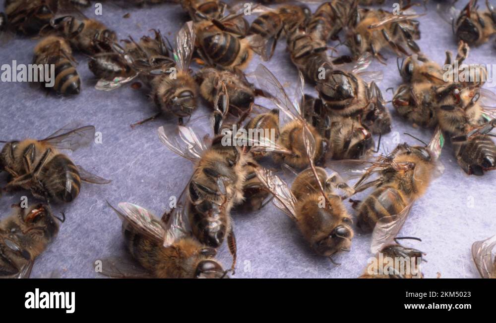 Bee diseases Stock Videos & Footage - HD and 4K Video Clips - Alamy
