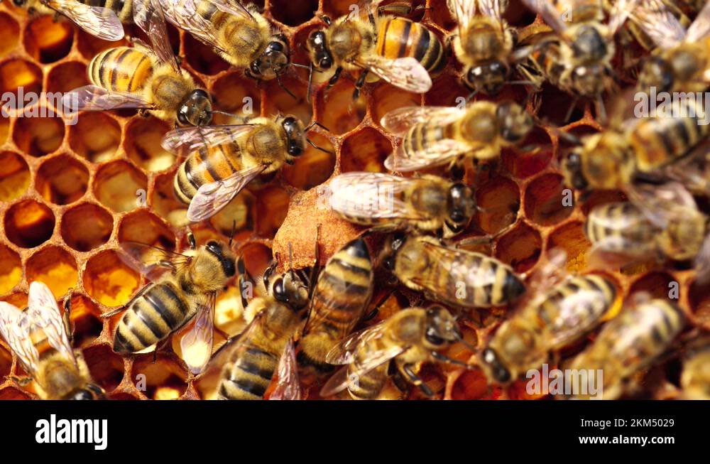 Queen cells along the edges of the combs, Swarm Cells. Swarming Stock ...