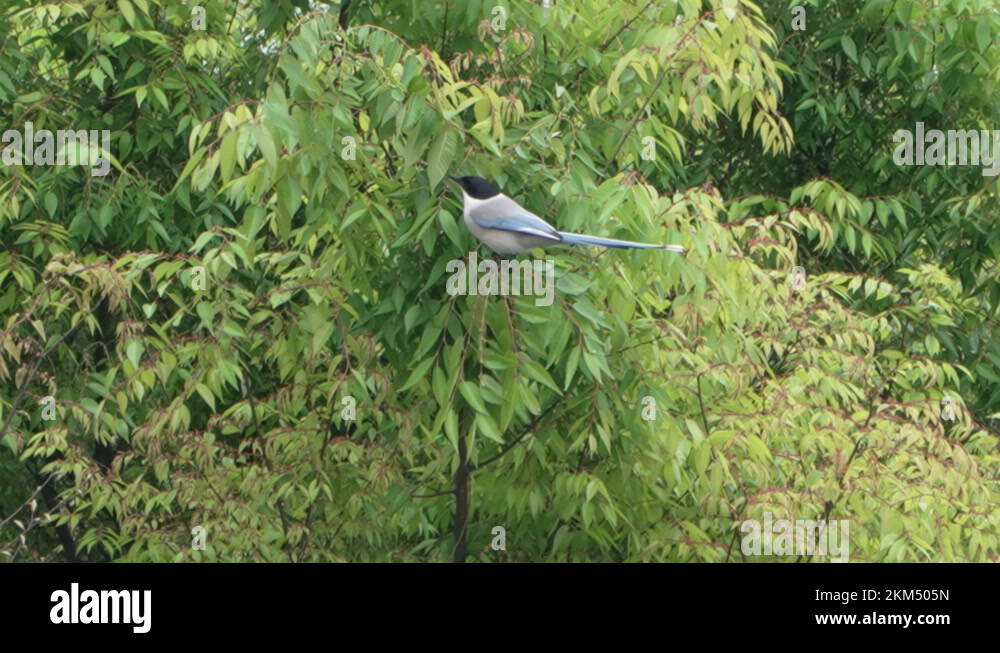 Azure winged magpie in tree Stock Videos & Footage - HD and 4K Video ...