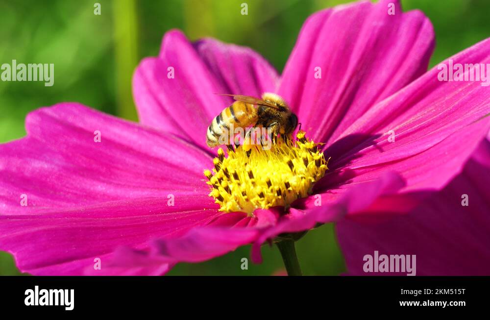 Collecting nectar on flower Stock Videos & Footage - HD and 4K Video ...