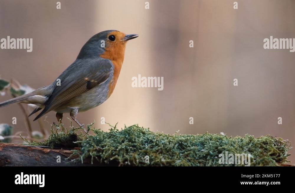 Red singing bird Stock Videos & Footage - HD and 4K Video Clips - Alamy