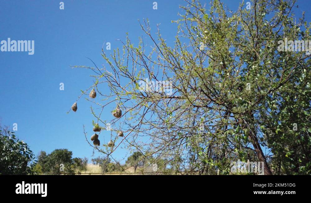 Savannah sparrows Stock Videos & Footage - HD and 4K Video Clips - Alamy