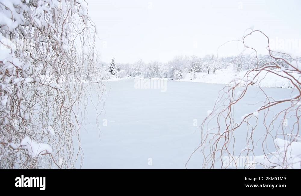 Snow covered weeping willow tree Stock Videos & Footage - HD and 4K ...