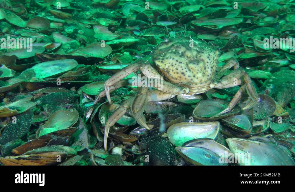 Crab goes along the bottom covered with mussel shells, then goes into ...
