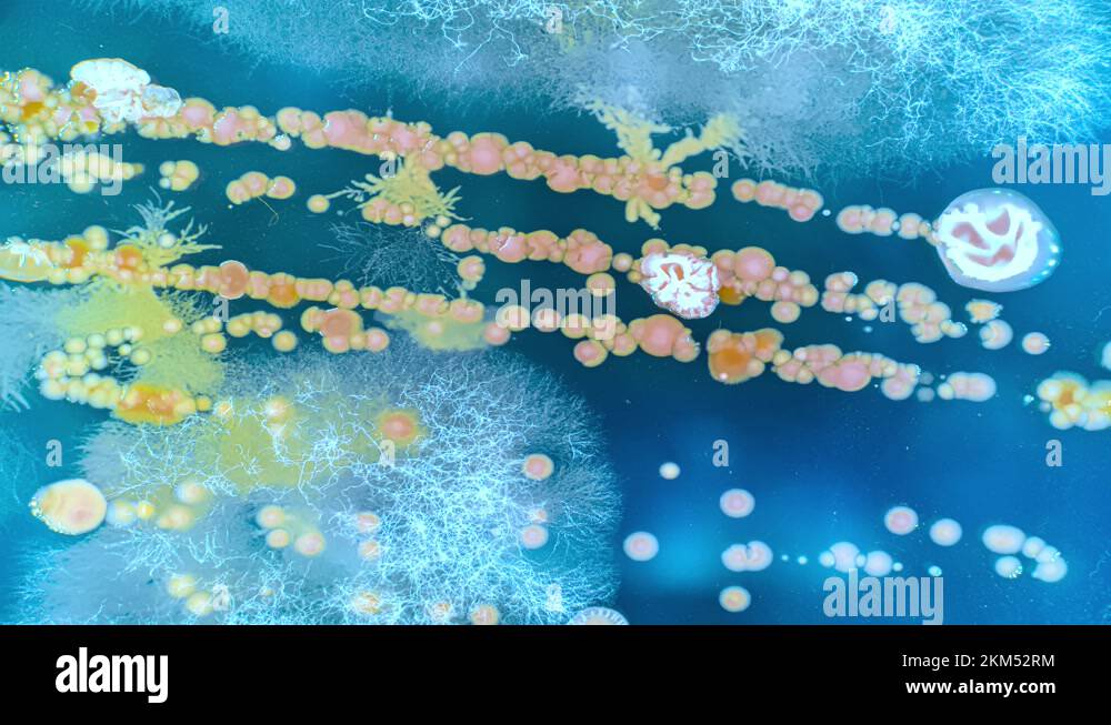 Fungi as food Stock Videos & Footage - HD and 4K Video Clips - Alamy