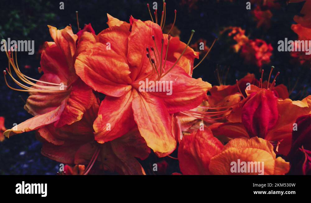 Red summer flowers in bloom Stock Videos & Footage - HD and 4K Video ...