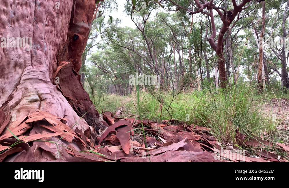 Tree trunk stands Stock Videos & Footage - HD and 4K Video Clips - Alamy