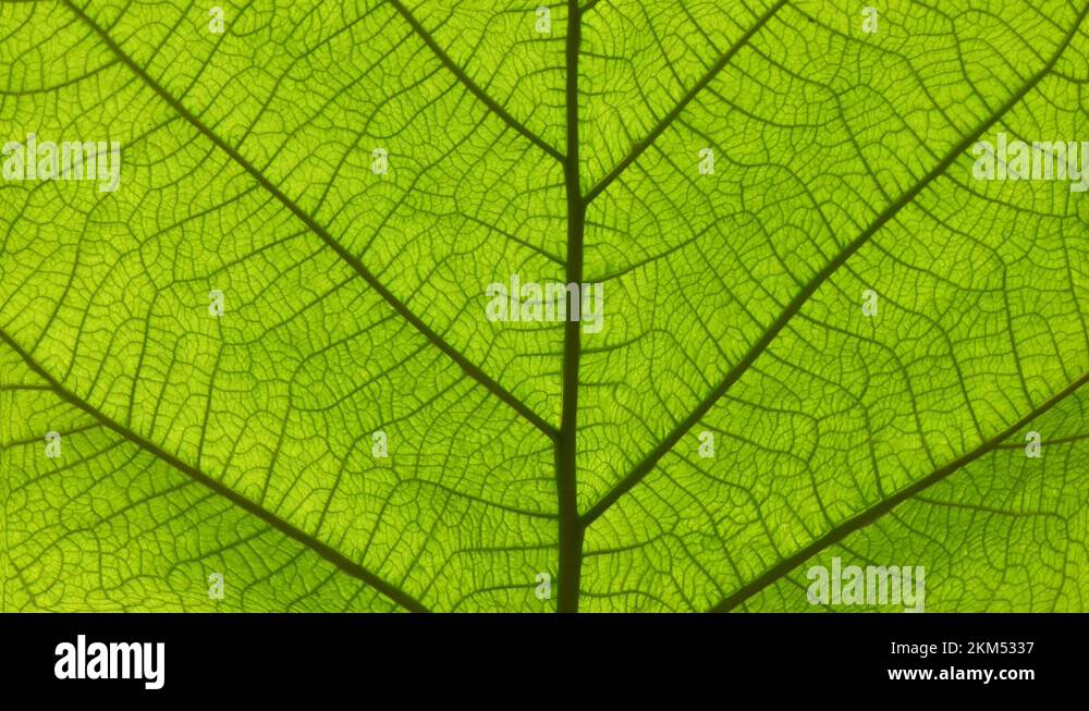 Leaf veins leaf veins leaf veins leaf veins Stock Videos & Footage - HD and 4K Video Clips - Alamy