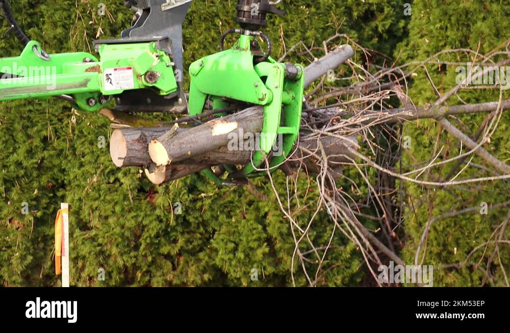 Wood tree branches Stock Videos & Footage - HD and 4K Video Clips - Alamy