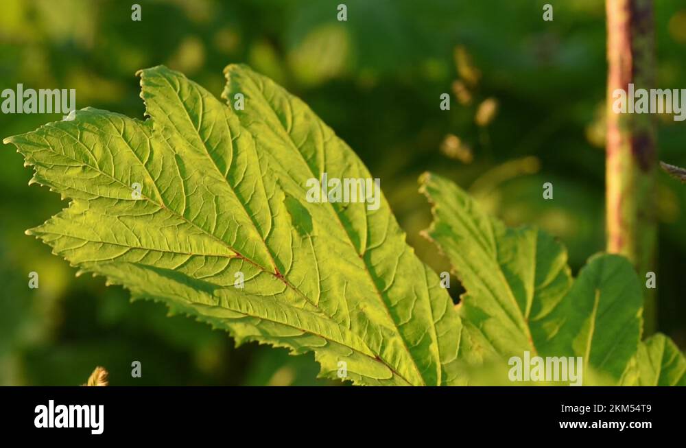 Big green leaf of dangerous poison plant Giant Hogweed close up. Also ...