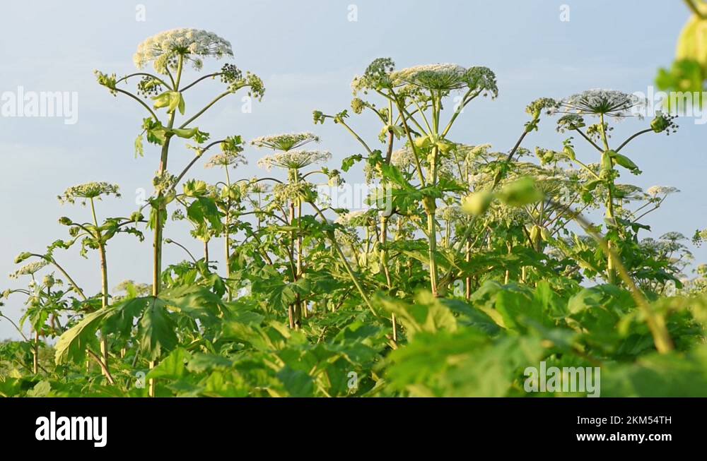 Many dangerous poisonous plants Giant Hogweed (Heracleum, Cow Parsnip ...
