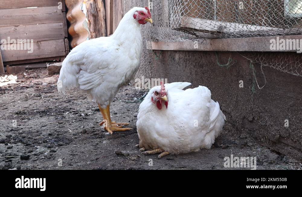 Broiler hen in chicken coop Stock Videos & Footage - HD and 4K Video ...