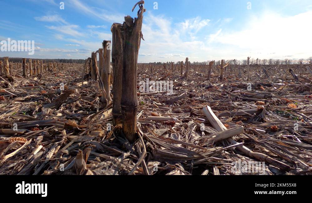Field with empty corn cobs, stalks and leaves left after harvest Stock ...