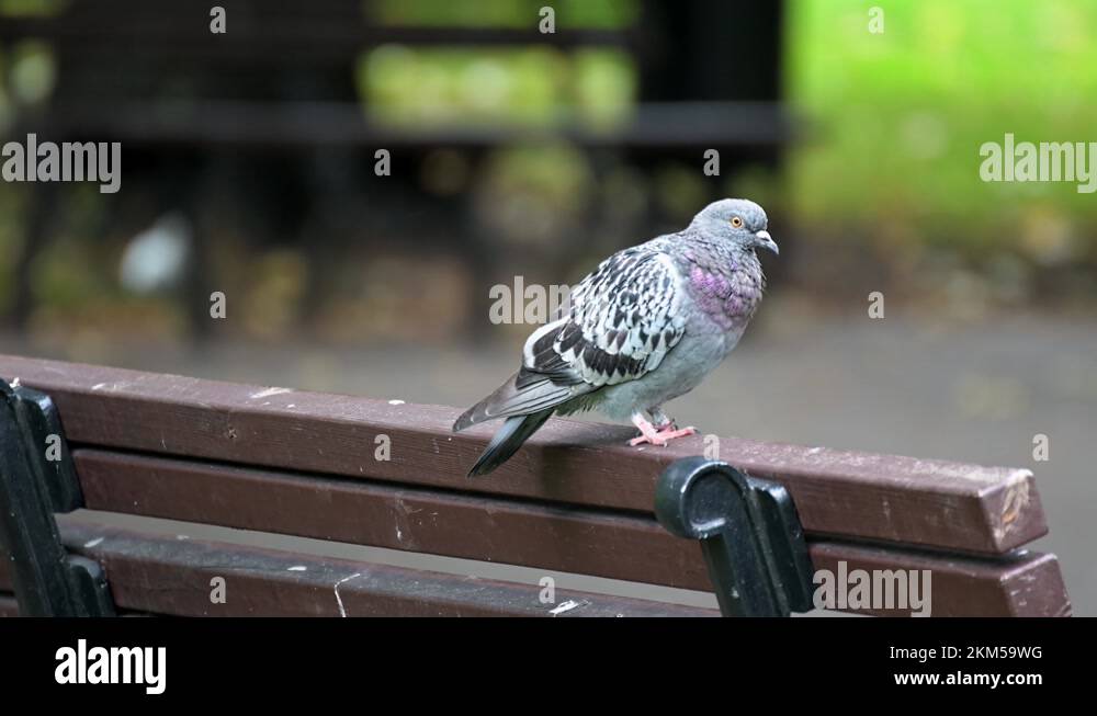 Resting dove Stock Videos & Footage - HD and 4K Video Clips - Alamy