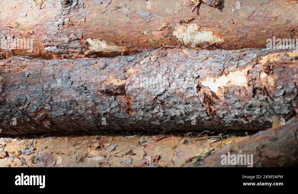 Cut pine trees trunks Stock Videos & Footage - HD and 4K Video Clips ...