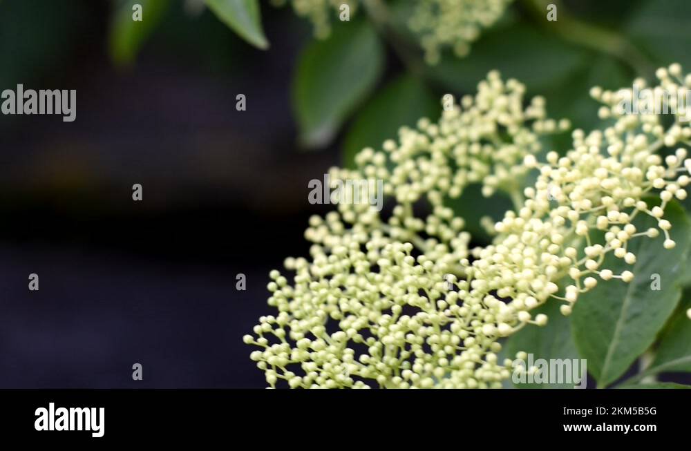 Elderberry plant spring green Stock Videos & Footage - HD and 4K Video ...