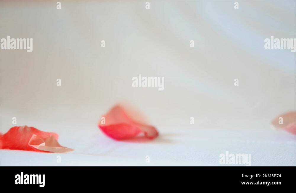 The beautiful falling petals of pink roses on white background HD Stock ...