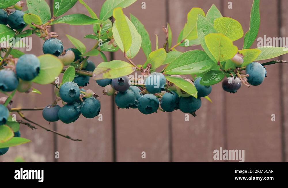 Blueberry bush in a garden Stock Videos & Footage - HD and 4K Video ...