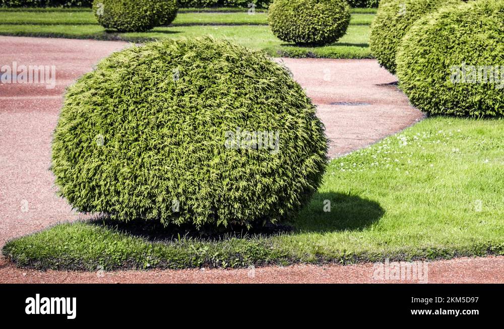 Shaped garden hedge Stock Videos & Footage - HD and 4K Video Clips - Alamy