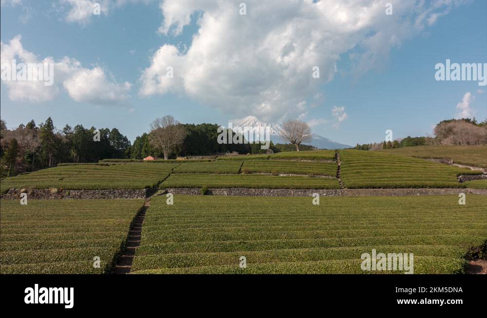 Incredible time lapse at green tea fields in Japan with Mount Fuji in ...
