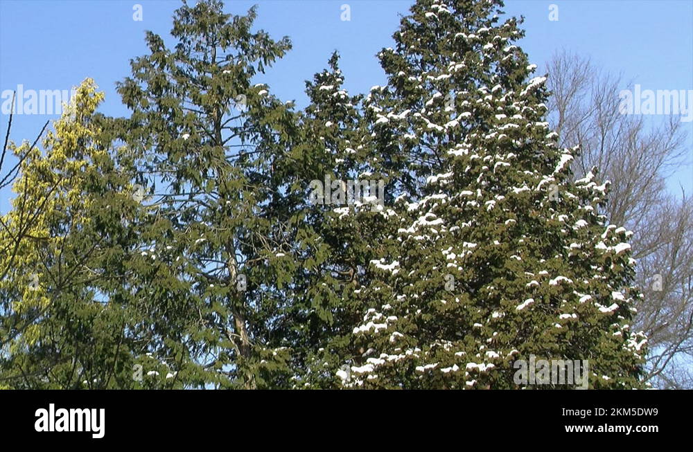Hinoki tree Stock Videos & Footage - HD and 4K Video Clips - Alamy