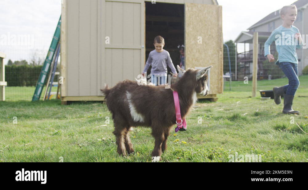 Baby Goat Eating Grass Looking At Kids Playing on Farm Stock Video ...