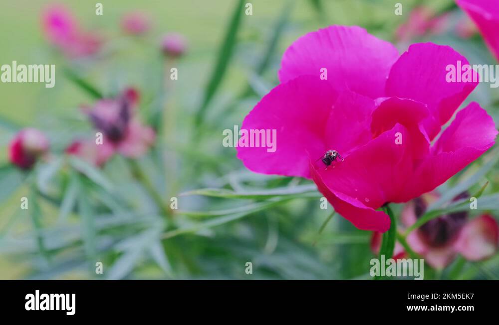 Poppy mallow flower Stock Videos & Footage - HD and 4K Video Clips - Alamy