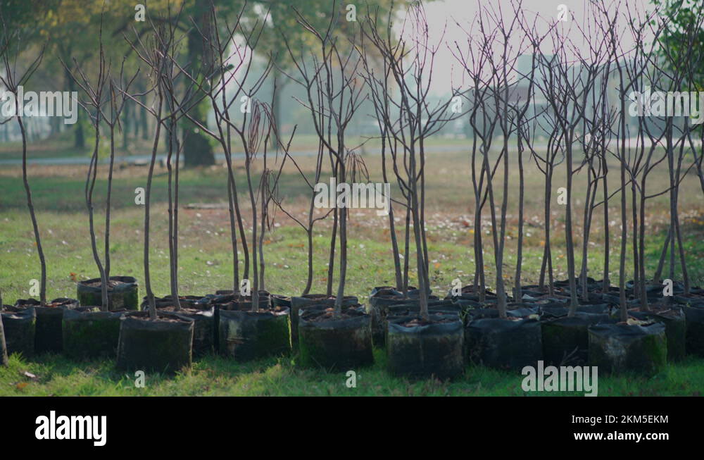 Reforestation reforest Stock Videos & Footage - HD and 4K Video Clips ...