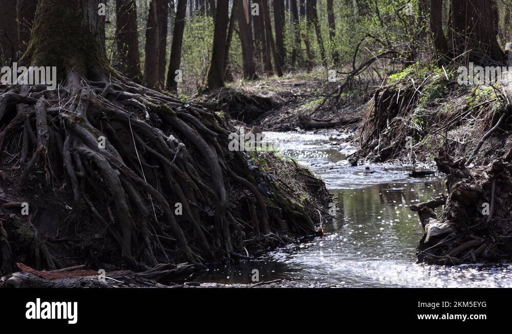 Water tree roots Stock Videos & Footage - HD and 4K Video Clips - Alamy