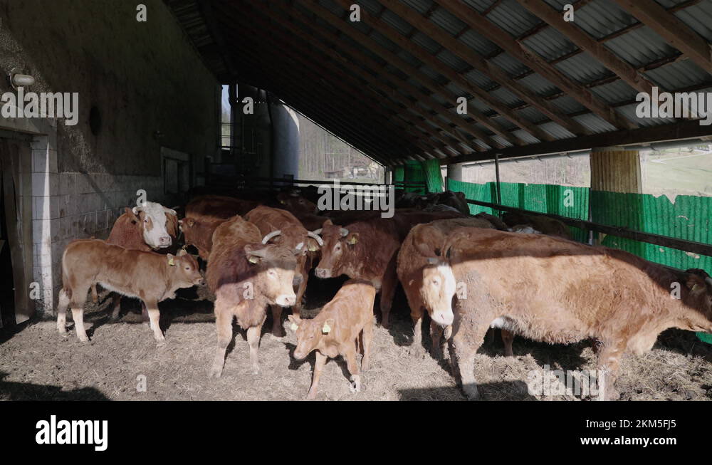 Cow barn with group of livestock 4K Stock Video Footage - Alamy