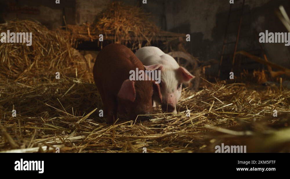 Newborn piglets lying on hay in pigpen of countryside pigs breeding ...