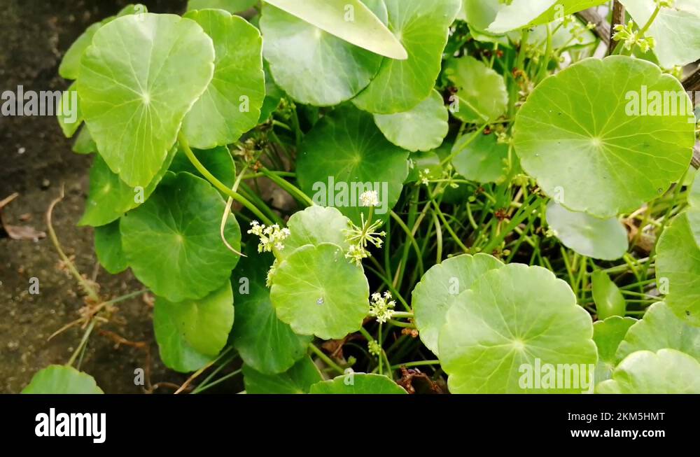 Asian coin plant in the jungle, medicinal tree, homeopathy, herbal ...