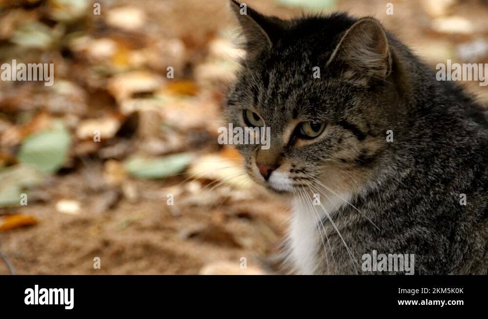 White tabby cat not kitten Stock Videos & Footage - HD and 4K Video ...