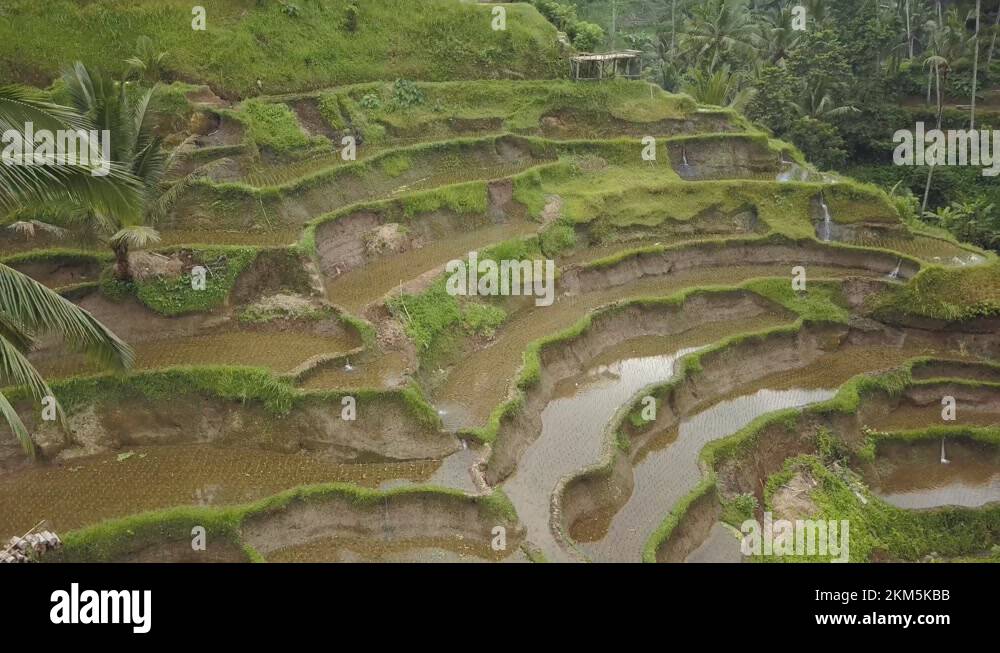 Farmer water filled rice terraces Stock Videos & Footage - HD and 4K ...