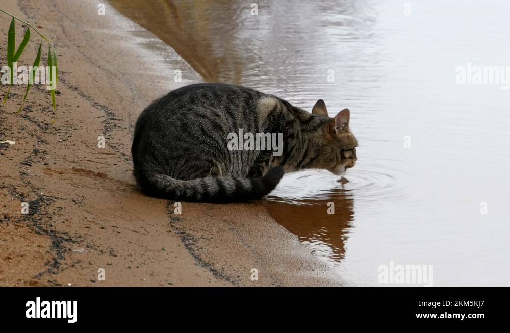Lapping water Stock Videos & Footage - HD and 4K Video Clips - Alamy