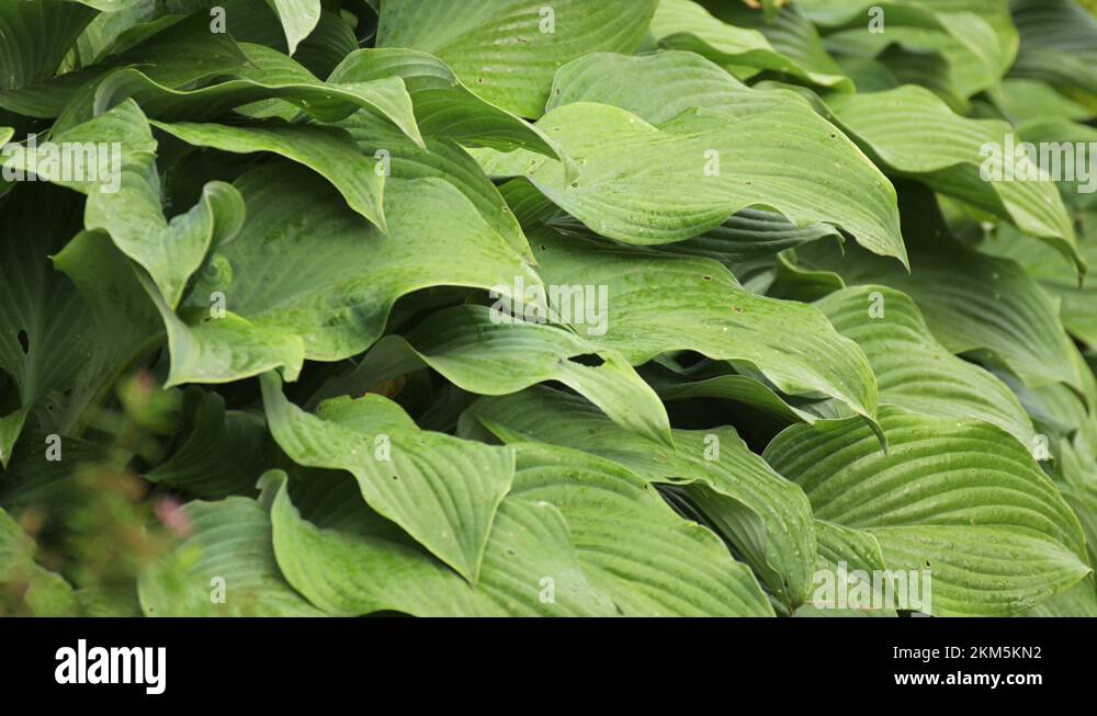 Hosta large leaf Stock Videos & Footage - HD and 4K Video Clips - Alamy