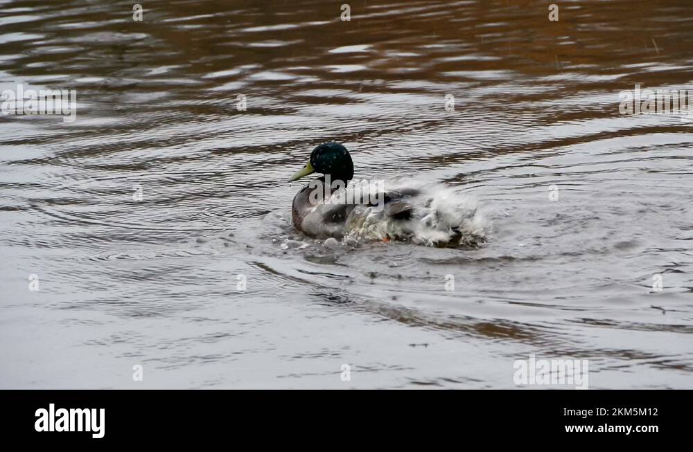 Water off a duck's back Stock Videos & Footage - HD and 4K Video Clips ...