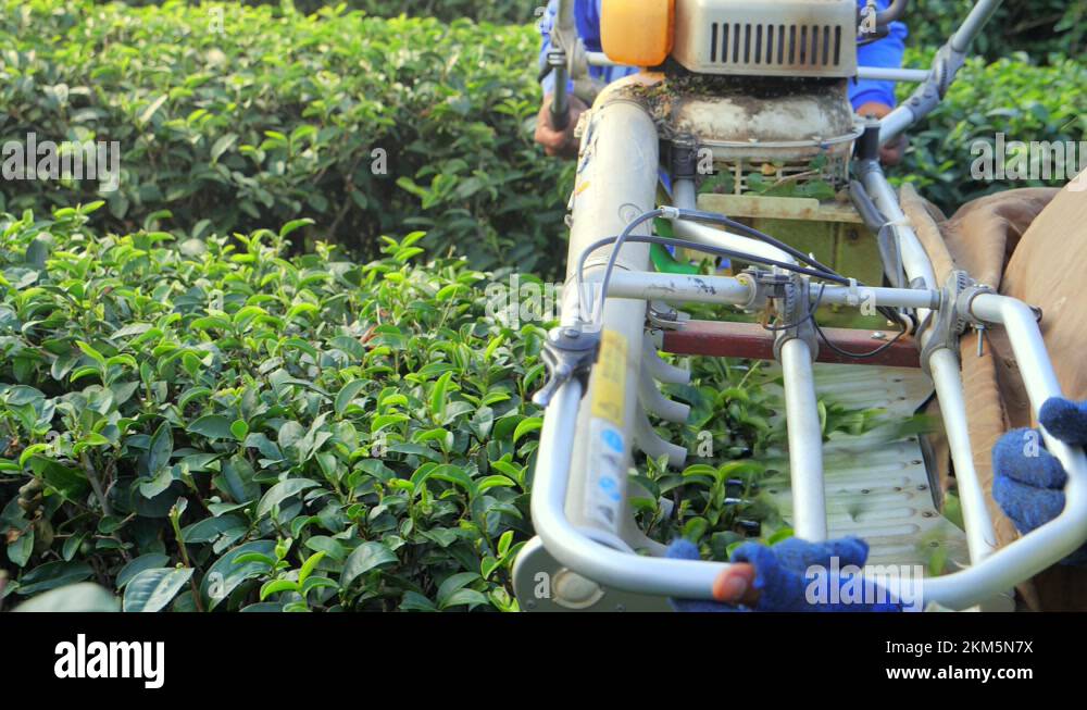 Automatic cutting tea plantation, Tea plantation harvesting fresh tea ...