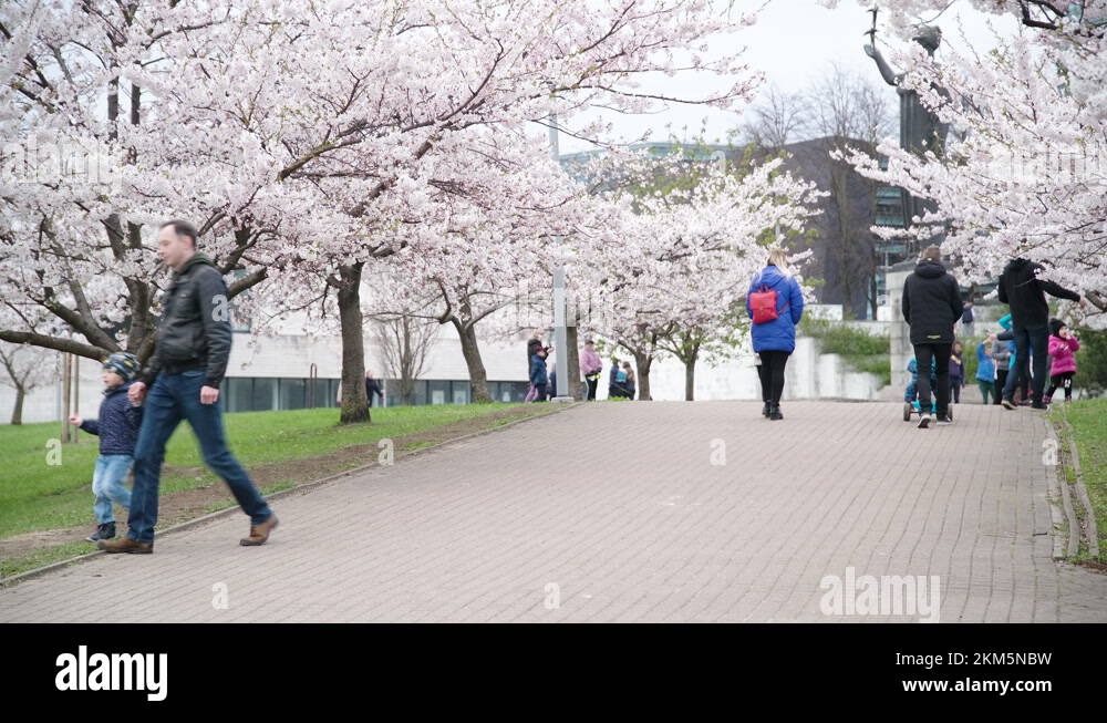 People Walking on a Path Leading Through Vilnius Sakura Tree Park Stock ...