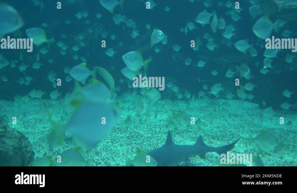 Diving with lots of sharks Stock Videos & Footage - HD and 4K Video ...