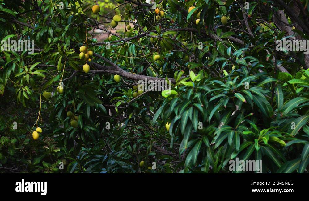 Mango tree growing fresh mangoes in Vietnam. Locked off static shot ...
