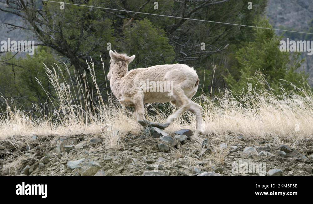 Sheep lamb climbing Stock Videos & Footage - HD and 4K Video Clips - Alamy